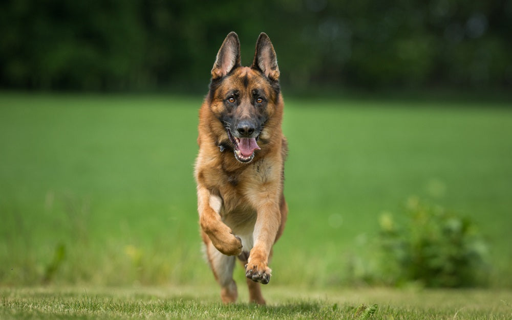 How Long Do German Shepherds Live BARK Post How Long Do German Shepherds Live BARK Post