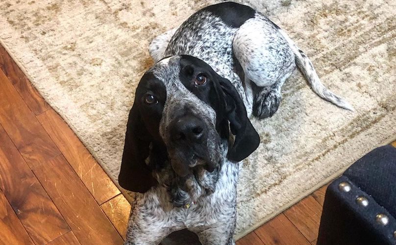Bluetick Coonhound Breed Information Guide: Facts And Pictures | BARK
