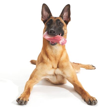 50 Most Classic Dog Names Of All Time