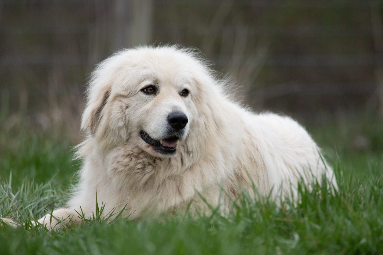 Great Pyrenees Breed Information Guide: Photos, Traits, & Care – BARK