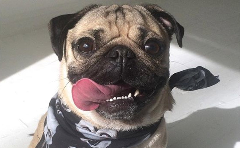 Why Your Dog Can Hear A Cheese Wrapper Opening From A Mile Away