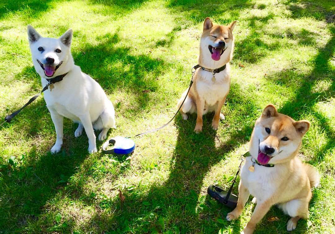 Jindo Breed Guide: Photos, Traits, & Care – BARK