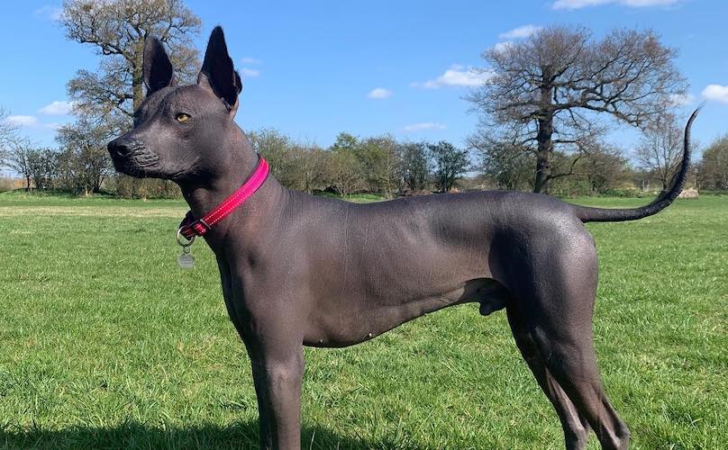 Xoloitzcuintli Breed Information Guide: Facts And Pictures | BARK