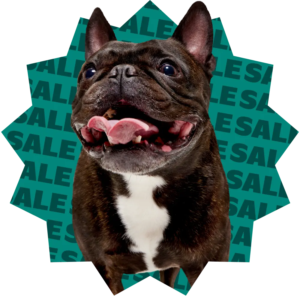 BARK Dog Toys, Bundles, and Accessories on Sale
