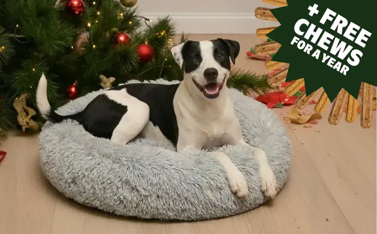Free Dog Bed With 6 or 12 Month BarkBox Subscription