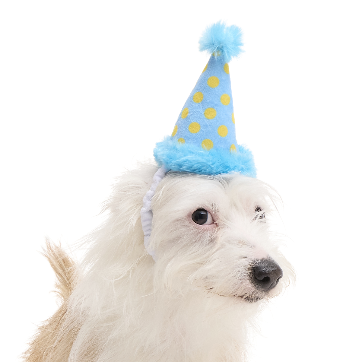 Party Hat Plush Wearable Dog Toy – BARK
