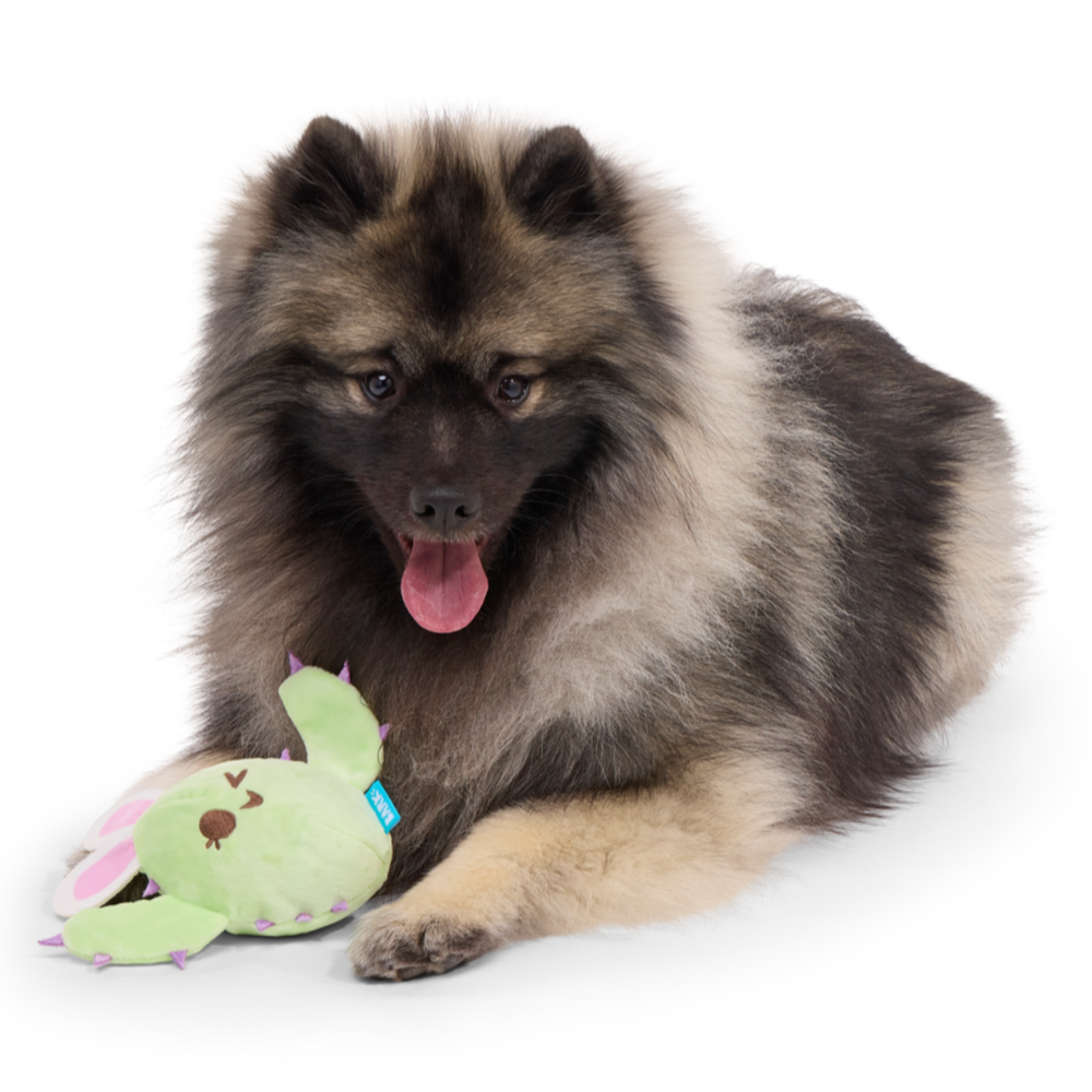 Consuela the Hoppy Cactus Plush 2-in-1 Rip and Reveal + Tug Dog Toy – BARK
