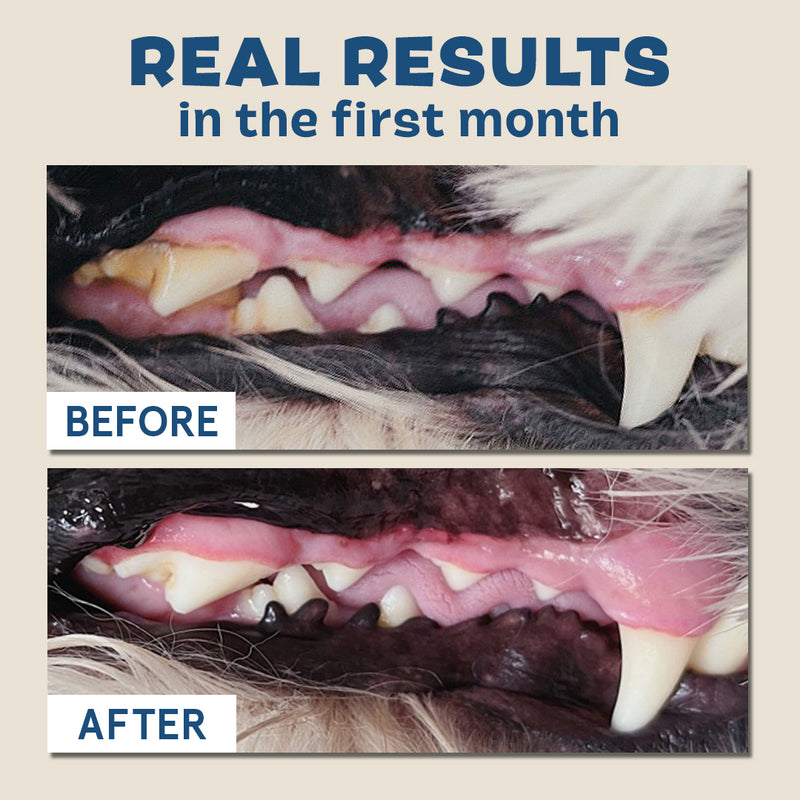BARK Bright Dog Dental Care: Kits, Chews & Toothpaste | BARK