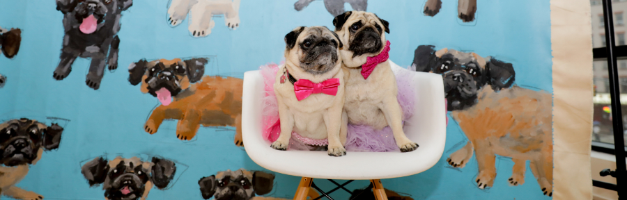 BARK Press Releases & Contact