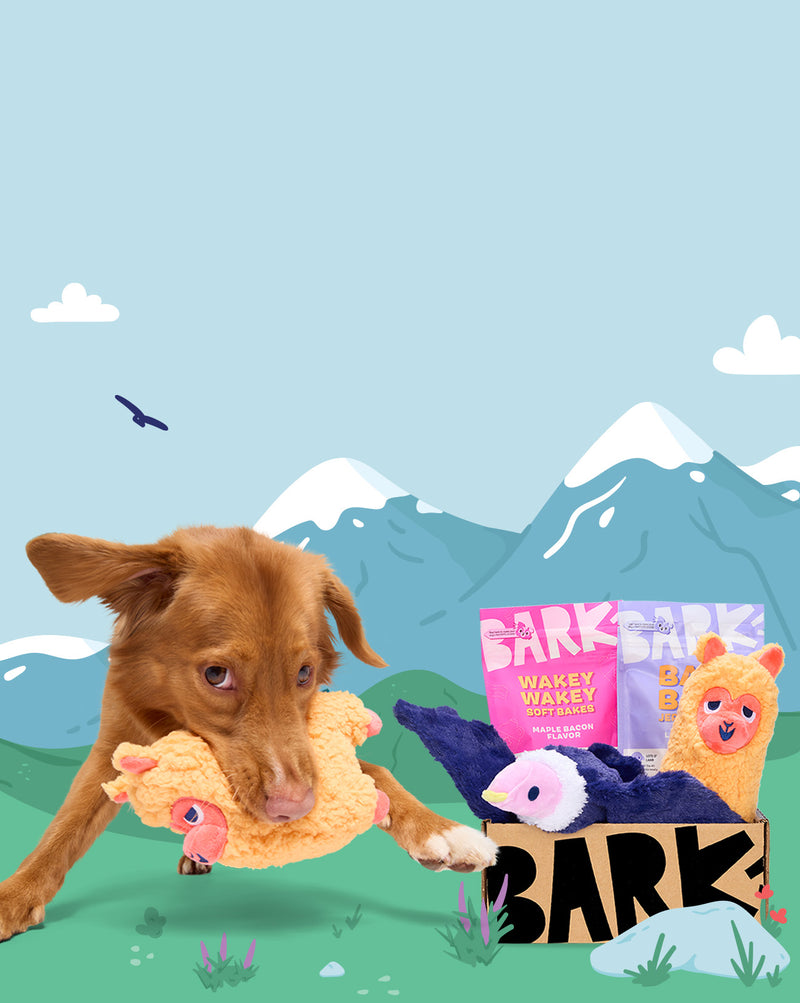BARK: Shop BarkBox, Food, Toppers, Treats, Dental, Toys and more!