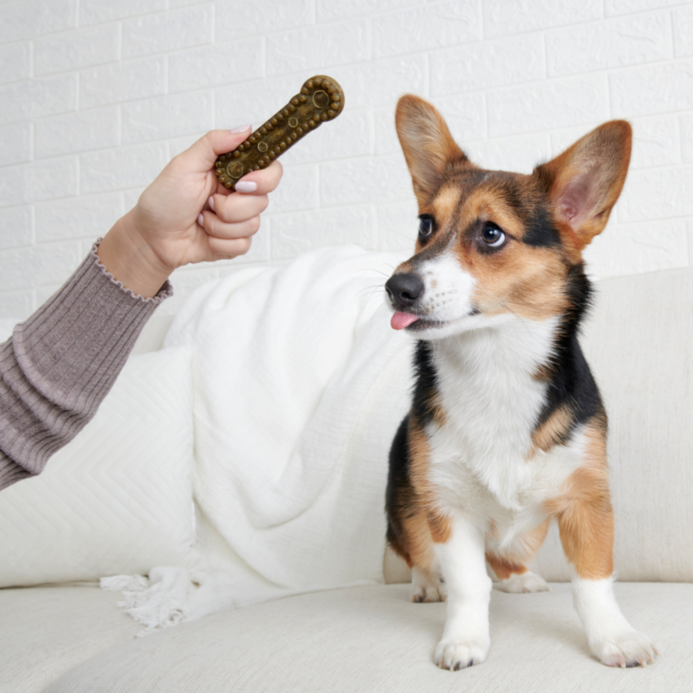 BARK Bright Dog Dental Care: Kits, Chews & Toothpaste | BARK