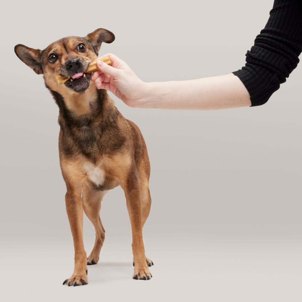 BARK Bright Natural Dental Chew Sticks for Dogs | BARK