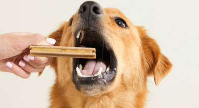 Bright Durable Dental Kit - Dog Toothpaste and Long Lasting Chews