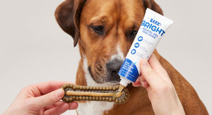 BARK Bright Dog Dental Care: Kits, Chews & Toothpaste | BARK