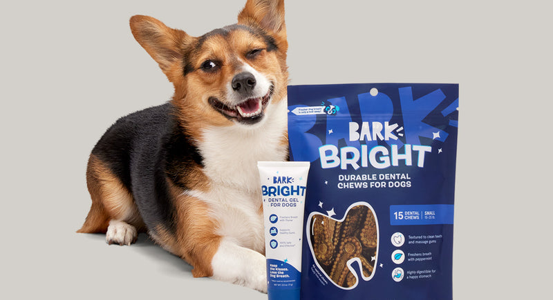 BARK Bright Dog Dental Care: Kits, Chews & Toothpaste | BARK