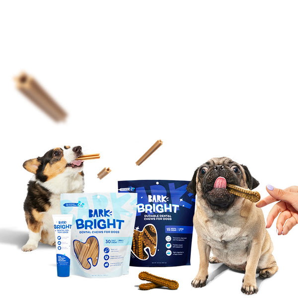BARK Bright Dog Dental Care: Kits, Chews & Toothpaste | BARK