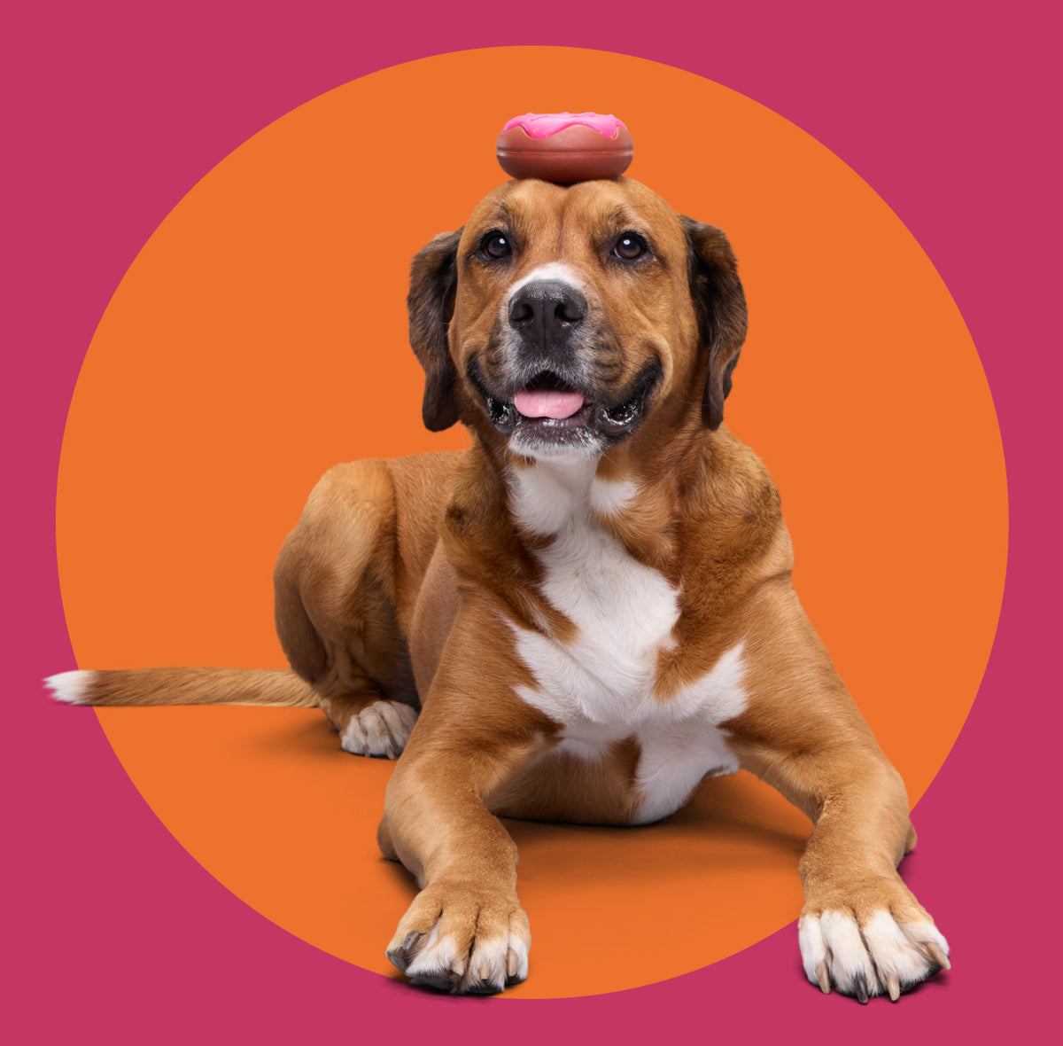 BARK + Dunkin'® Dog Toy Collection