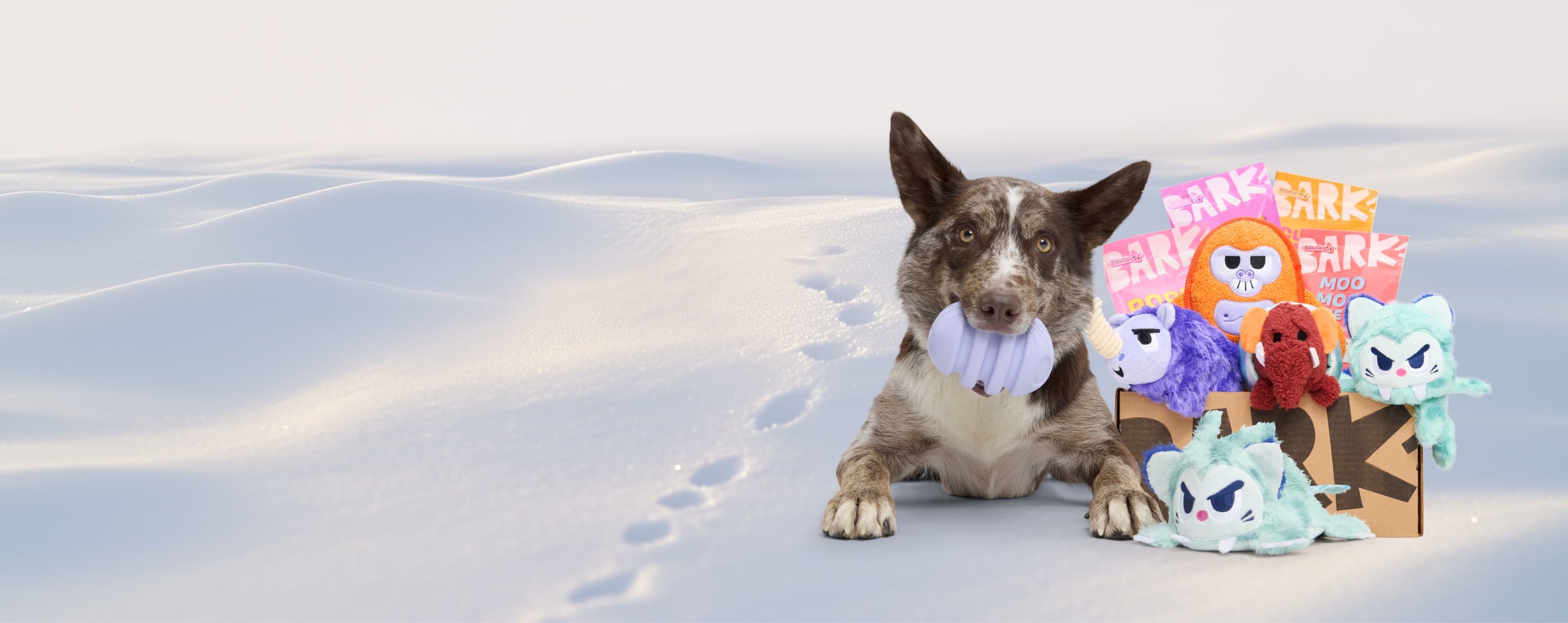 BARK: Shop BarkBox, Food, Toppers, Treats, Dental, Toys and more!