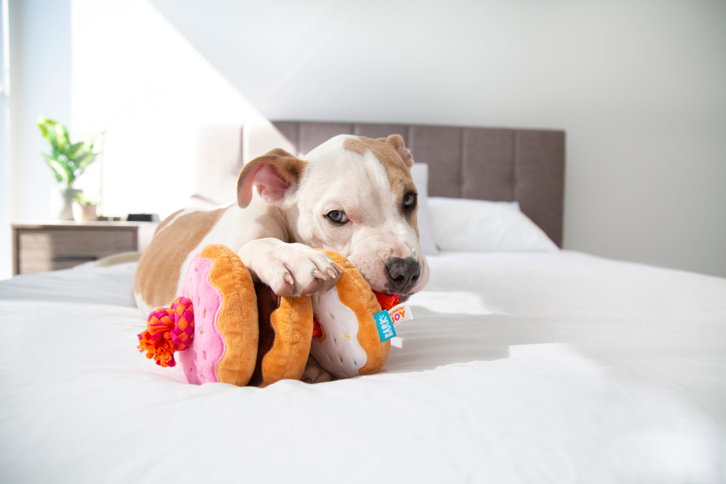 Dunkin'® Donuts on a Rope Toy