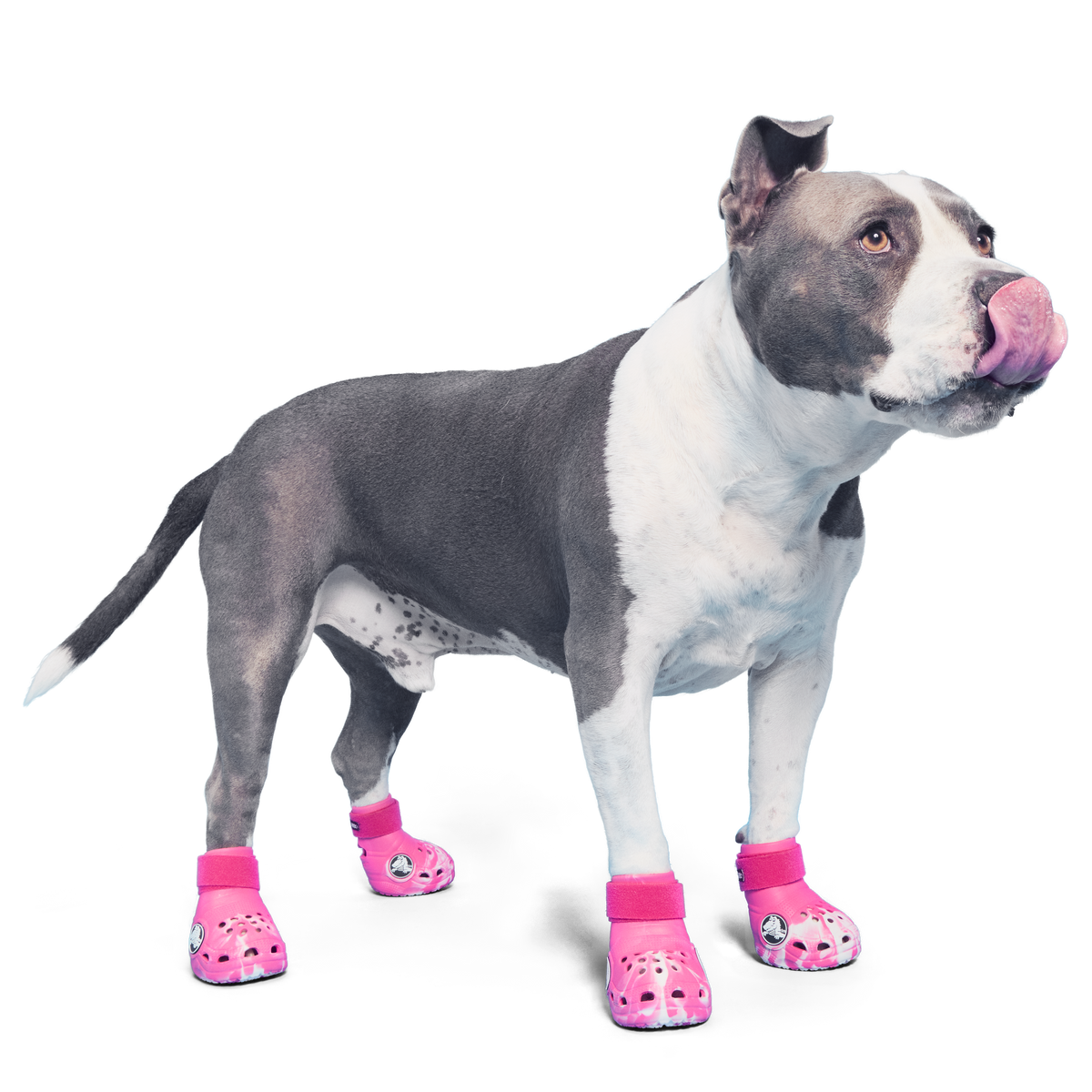 Crocs™ For Dogs