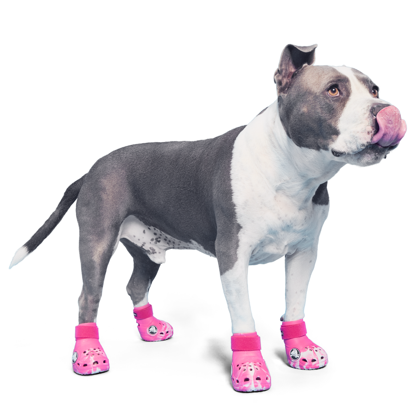 Crocs™ For Dogs