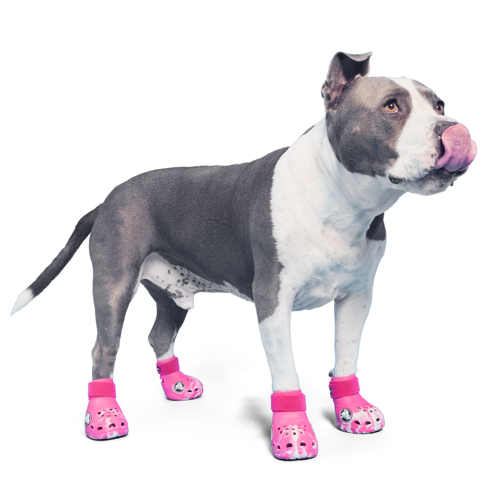 Crocs™ For Dogs