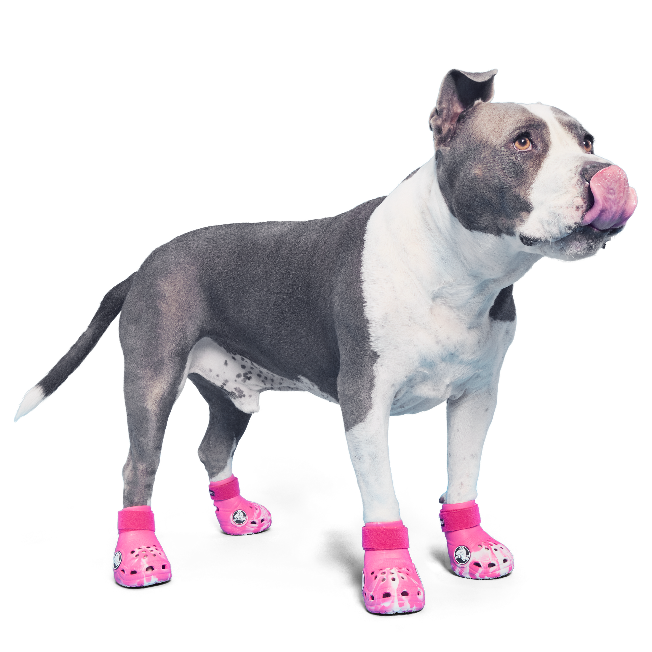 Crocs™ Shoes For Dogs