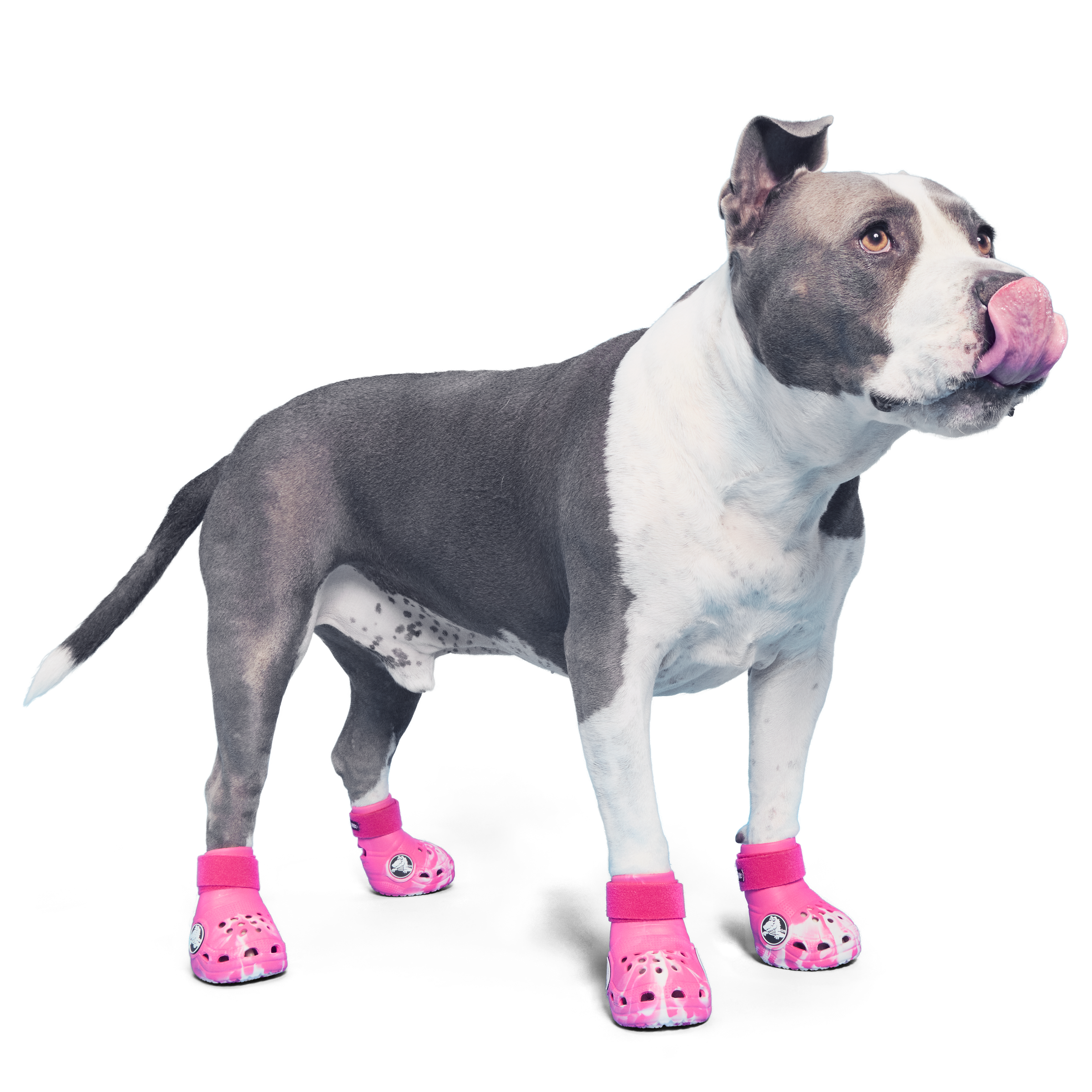Crocs™ Shoes For Dogs
