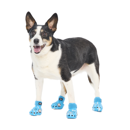 Crocs™ Shoes For Dogs | Dog Crocs by BARK