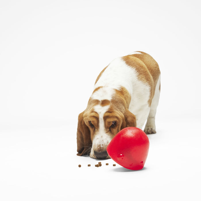 Goody Goody Gumdrops Durable Super Chewer Multi-Part Dog Toy – BARK