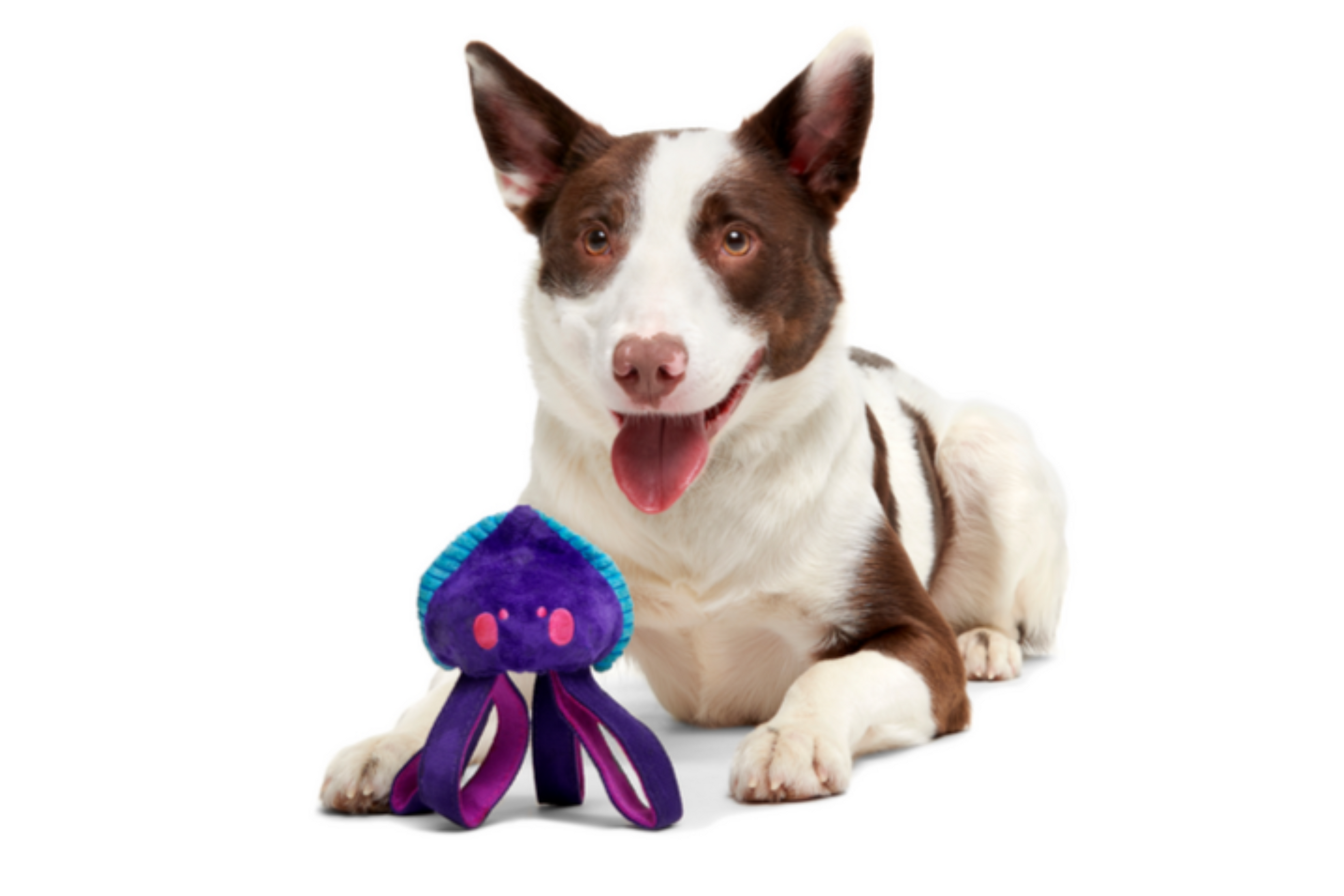 Karen Kraken Super Chewer Durable Tug Dog Toy – BARK