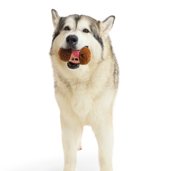 Mean Mad Marv Durable Super Chewer Dog Toy – BARK