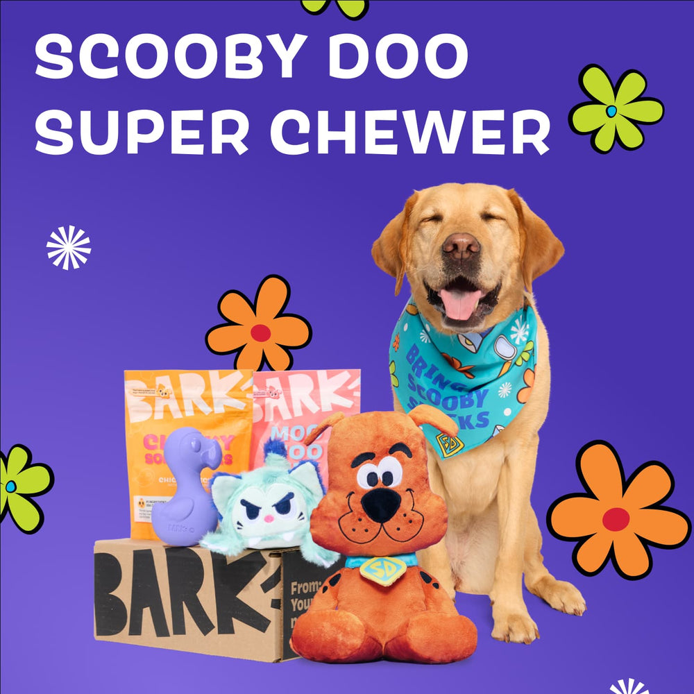 BARK Dog Subscription Box | Dog Toys, Treats, & Fun Delivered
