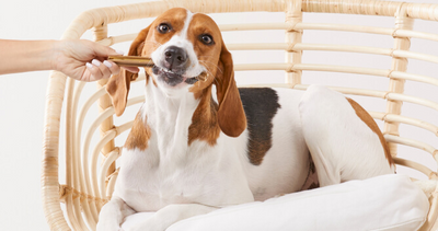 About Bark: Bringing Joy to Dogs & Their Humans