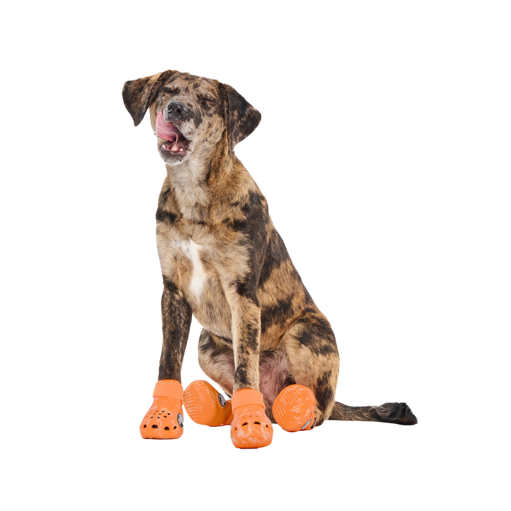 Crocs™ Shoes For Dogs | Dog Crocs by BARK