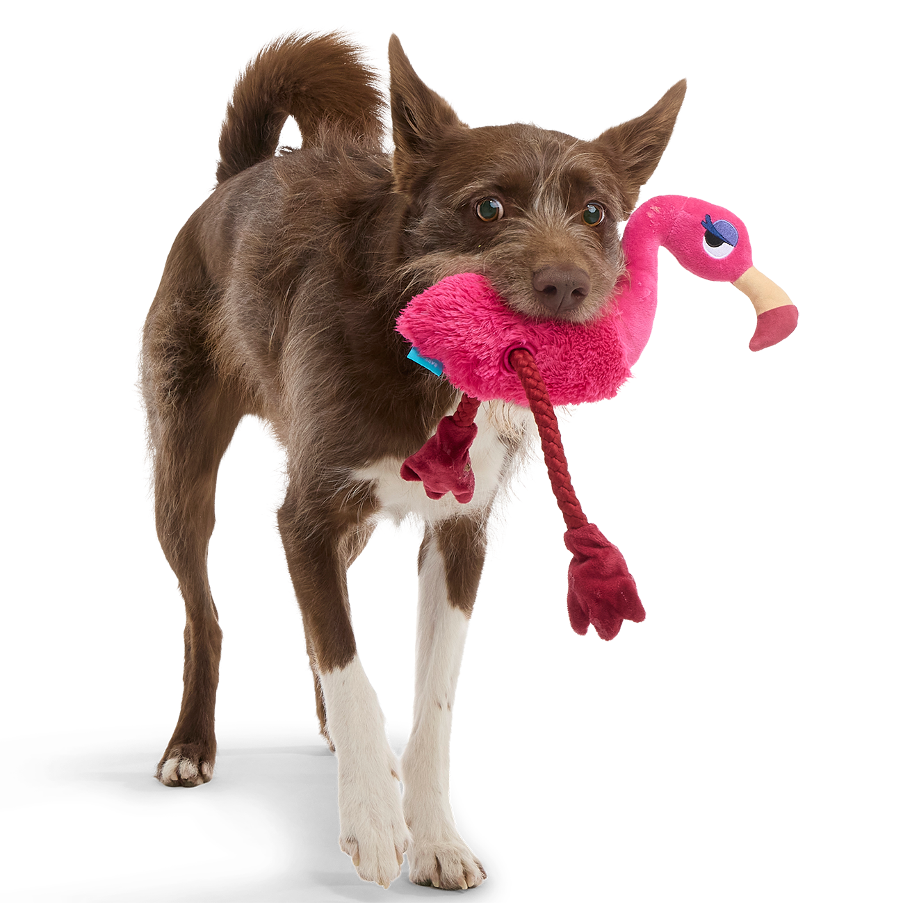 Fahari Flamingo