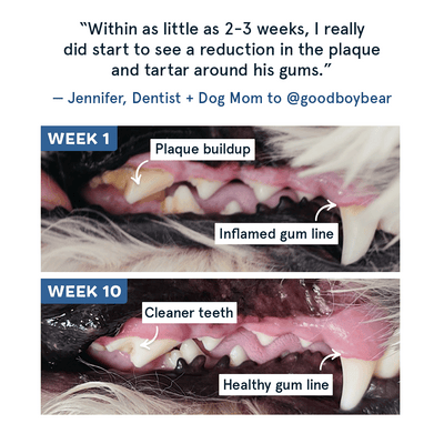 BARK Bright Dental Care Kit for Dogs | BARK