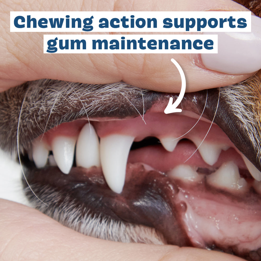 BARK Bright Natural Dental Chew Sticks for Dogs | BARK