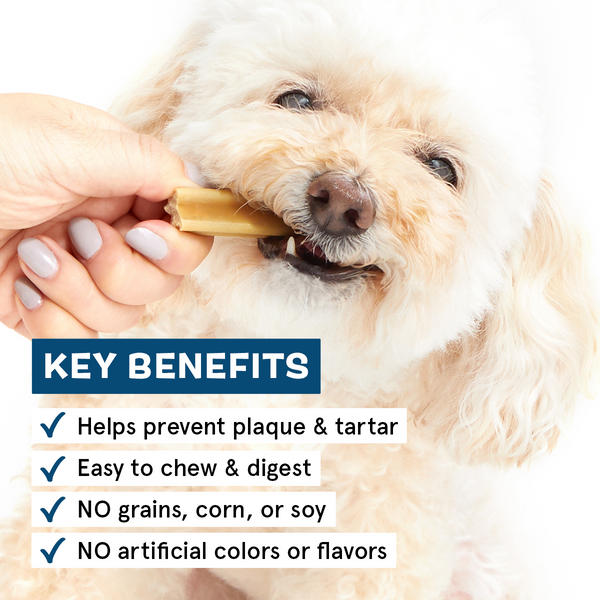 BARK Bright Natural Dental Chew Sticks for Dogs | BARK